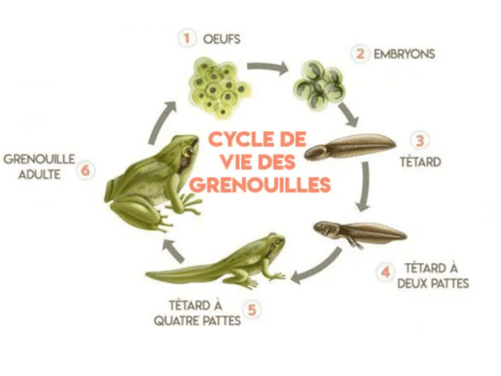 Quand pêcher à la frog ?A quel moment de l'année ?de la journée