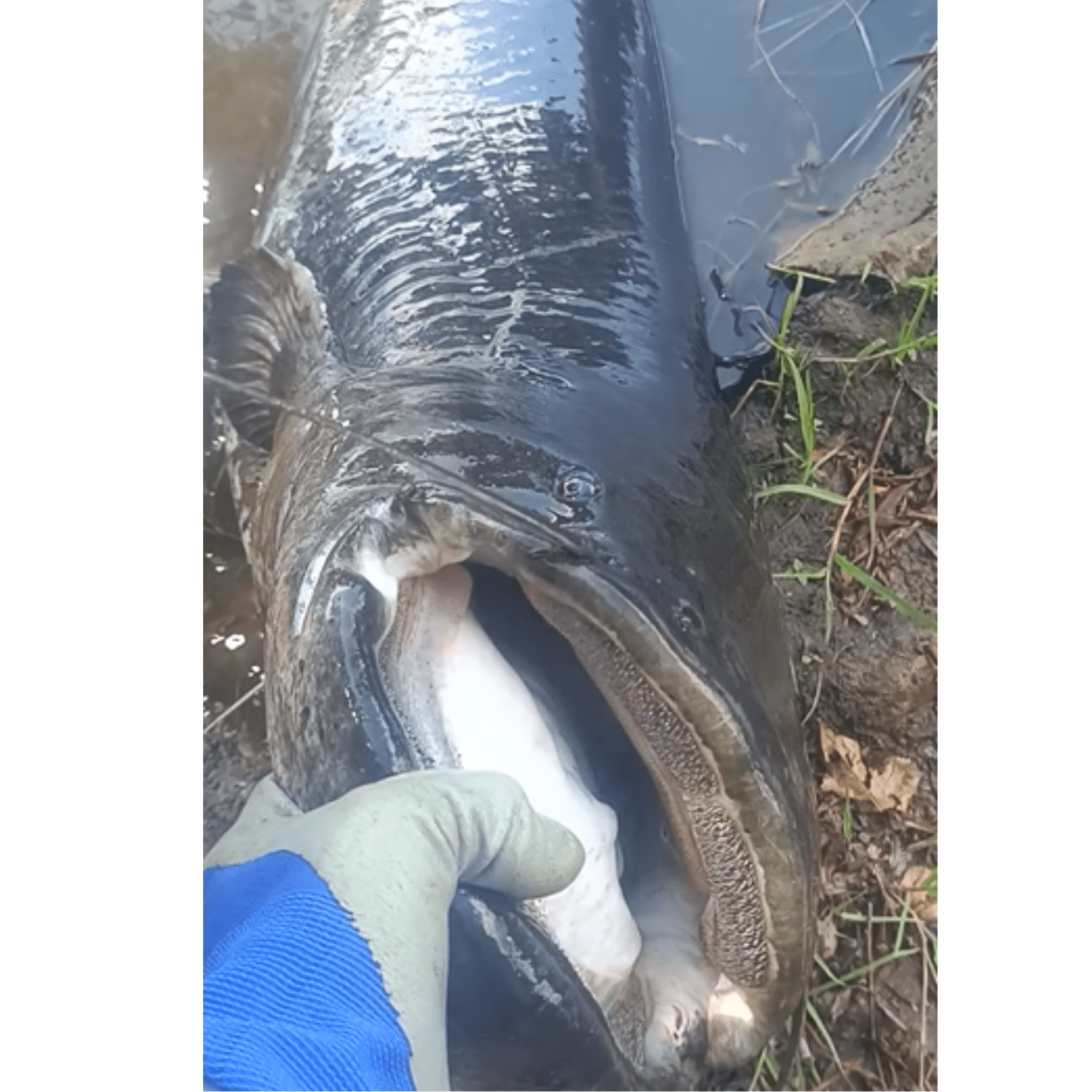 Pêcher le silure en tant que débutant