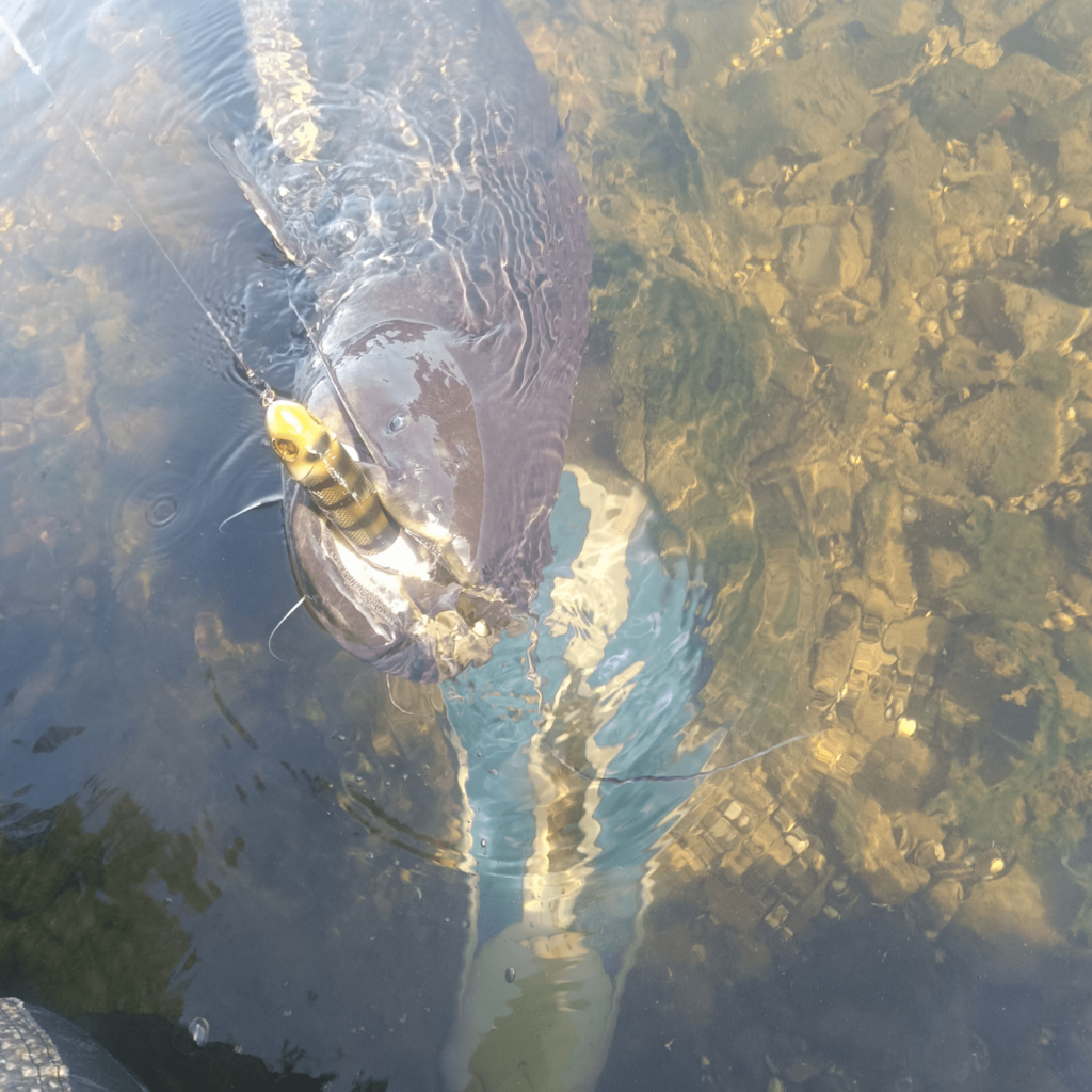 Pêcher le silure en tant que débutant